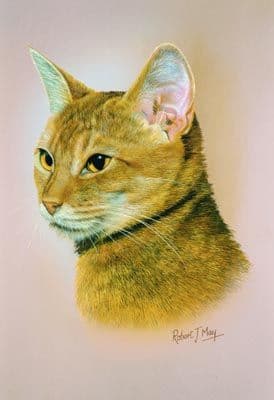 Abyssinian Cat Print
