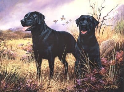 Black Labrador Open Edition Print RMGDP4