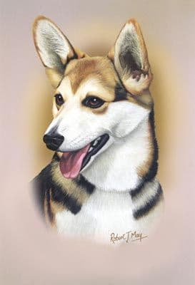 Corgi Head Study Print RMDH56