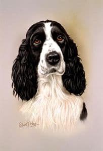 English Springer Spaniel Head Study Print RMDH71