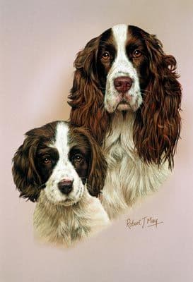 English Springer Spaniel & Pup Print RMDH70