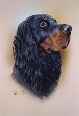 Gordon Setter Head Study Print RMDH83