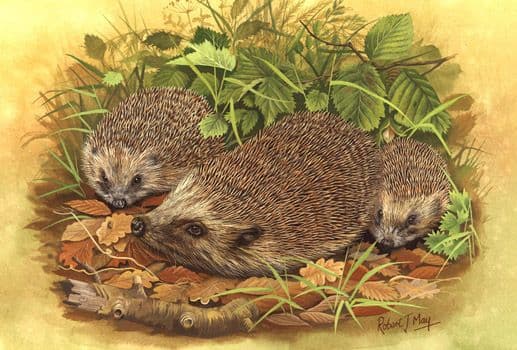 Hedgehogs Open Edition Signed Print RMWL02