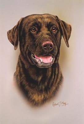 Labrador Retriever Head Study Print RMDH94