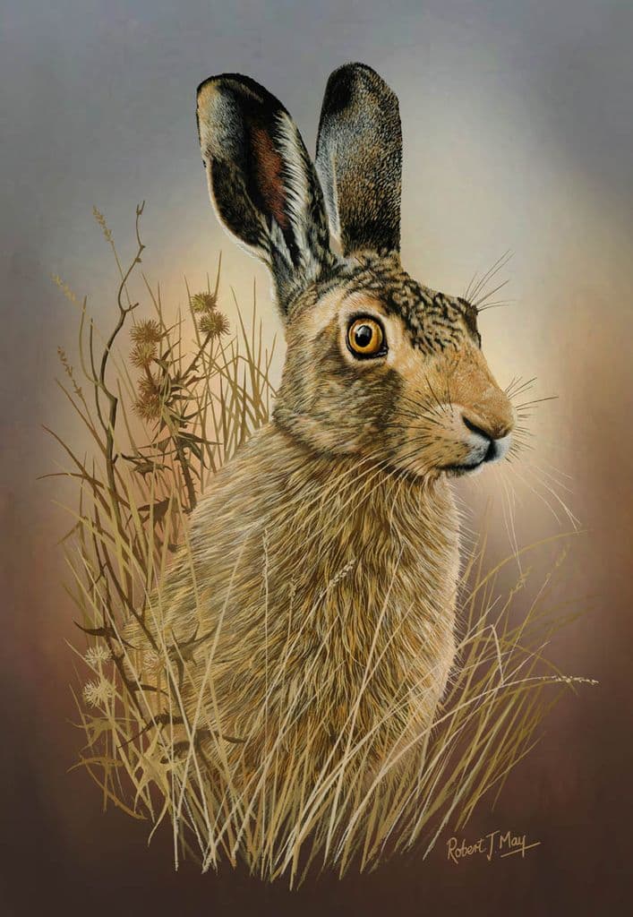 Limited Edition 0f 50 Brown Hare Head Study Prints RMLE64