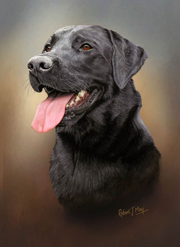 Limited Edition Black Labrador Retriever Head Study Print RMLE74