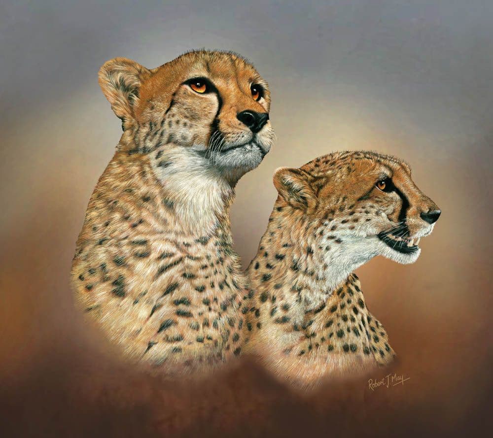 Limited Edition of 50 Cheetah Head Study Prints RMLE63