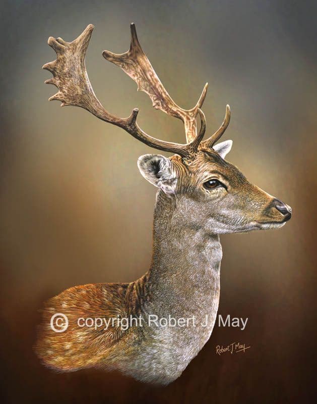 Limited Edition of 50 Fallow Deer Prints RMLE84
