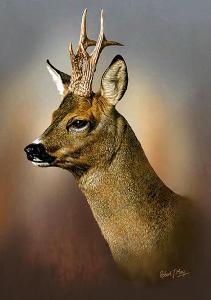 Limited Edition of 50 Roebuck Head Study Prints RMLE60