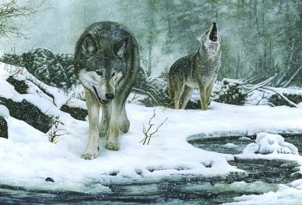 Limited Edition Wolf Print RMLE43