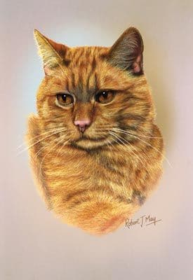 Red Tabby Cat Print