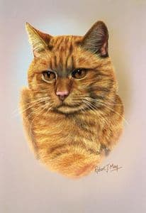 Red Tabby Cat Print