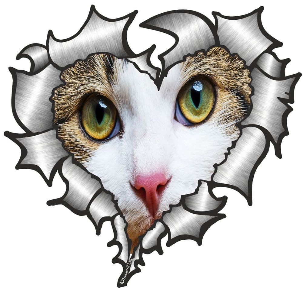 Ripped Torn Metal Heart with Cute Cat Kitten with White Face Peeping ...